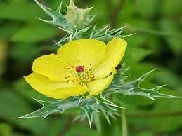 Buy Shrisha Organic Satyanashi Leaf | Satyanashi Leaves Tablets-60 ...