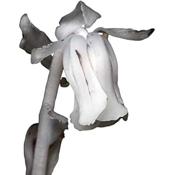 Amazon.com : Best Garden Seeds Real Monotropa Uniflora Indian Pipe ...