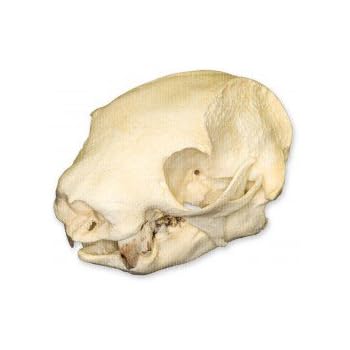 Amazon.com: Southern Two-Toed Sloth Skull (Teaching Quality Replica ...