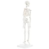 Anatomy Lab Human Skeleton Model, 19" Desktop Skeleton Has Movable Arms ...