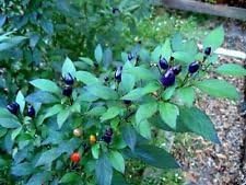 Seeds chilli, Filius Blu (capsicum annuum) 25 seeds ~ edible ornamental ...