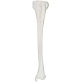 Axis Scientific Fibula Bone Model | Right | Cast from a Real Human ...