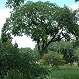 Semi americano Olmo (Ulmus americana) 30 + Seeds (120+) price in Saudi ...