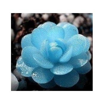 Amazon.com : 150 Seeds Blue Witchford Lithops Seeds Beautiful Flower ...