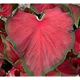 Amazon.com : 6 Red Ruffles Caladium Bulbs for Planting - Perennial ...