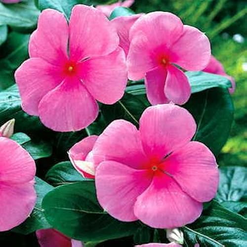 Park Seed Vinca Flower Plant Seeds, Easy to Grow, Perfect for Spring ...