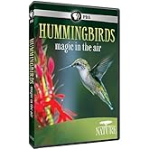 Amazon.com: NATURE: Super Hummingbirds DVD : n/a, n/a: Movies & TV