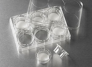 Corning Transwell 3412 Polycarbonate Sterile Tissue Culture Treated ...