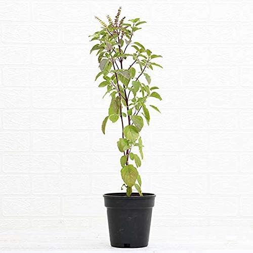 Mphmi Plant Krishna Tulsi Plant Holy Basil Ocimum tenuiflorum (Black ...
