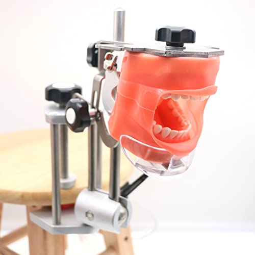 Mua Dentalmall Typodont Teeth Model Teeth Model Training Mount Fixed on ...