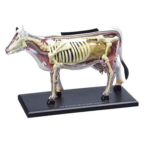 Educational Model Cow Anatomical Model Animal Anatomical Model ...