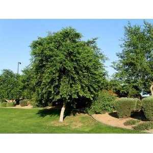 100 Seeds Dalbergia sissoo Rosewood Tree Shisham Tree: Amazon.co.uk ...