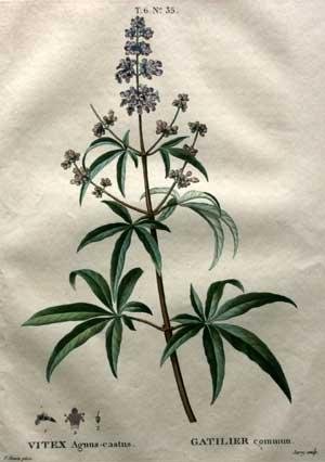 Vitex Agnus-castus (Chasteberry) | Pricepulse