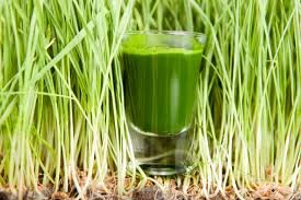 Todd's Seeds - Hard Red Wheatgrass - 5 Lb's - Sprouting Wheat Grass ...
