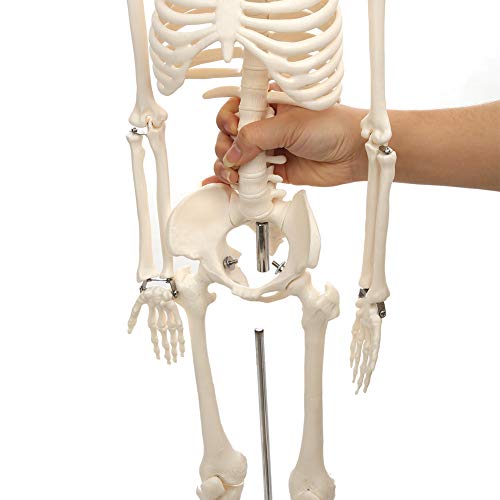 Human Skeleton Model for Anatomy Mini Human Skeleton Model with Metal ...