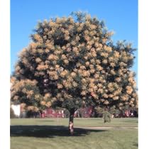 Japanese Pagoda Tree Seed Pods