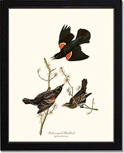 Amazon.com: Bird Print Audubon Vintage Art: Red-winged Blackbird ...