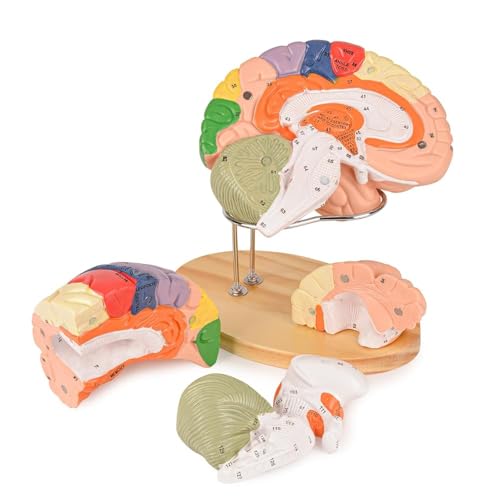 Human Brain Model for Neuroscience, Brain Model Labeled with Study ...