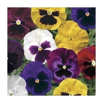 Amazon.com : 100 Mixed Colossus Pansy Seeds : Garden & Outdoor