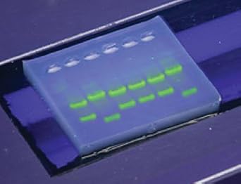 Amazon.com: SYBR Safe DNA Stain, 10,000 X: Industrial & Scientific