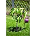 Amazon.com : Grafted Mango Tree (Keitt) - Live Fruit Tree 12"-24 ...