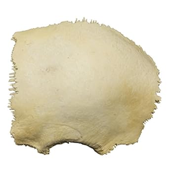 Real Human Parietal Bone (Natural Bone): Amazon.com: Industrial ...