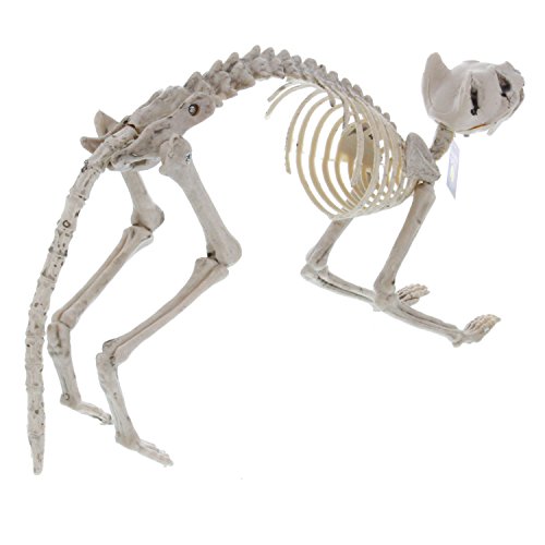 Halloween Haunters Life Size Skeleton Kitty Cat Prop Decoration - Scary ...
