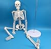 Alikeke Anatomy Lab Human Skeleton Model, 8" Mini Skeleton Replica ...