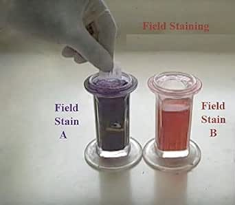 Field's Stain Solution-A 125 ml: Amazon.in: Industrial & Scientific