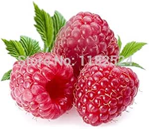 3000+ Red GIANT RASPBERRY Seeds Rasp Berry Seed Super Big Fruit Seed ...