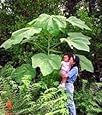 Amazon.com: Balsa Wood Tree 10 Seeds - Ochroma pyramidale -Tropical