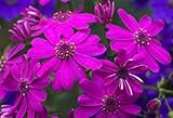 Pericallis hybrida - How to grow & care