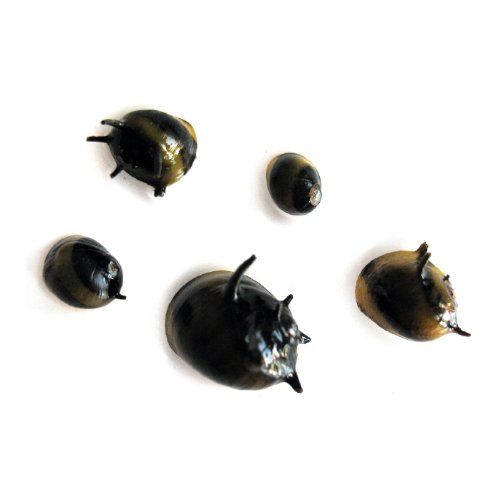 SubstrateSource Horned Nerite Snails - Live Clithon Corona 5 Pack in ...