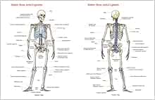 Skeleton: Bones, Joints And Ligaments Chart: Flash Anatomy ...