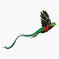 Amazon.com - Quetzal Decal Vinyl Bumper Sticker 5"