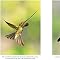The Hummingbirds' Gift: Wonder, Beauty, and Renewal on Wings ...