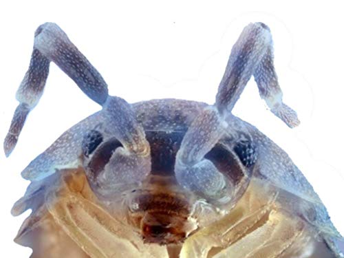 Pocket Pets 10 Color Changing Blue Merle Roly Polys (Rolie Polie ...