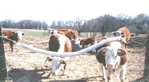 Amazon.com : Ph White Cow Life Cattle Rub 10 : Livestock Equipment ...