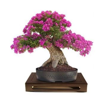Amazon.com : PURPLE VELVET Miniature Crape Myrtle, Pack of 5, Darkest ...