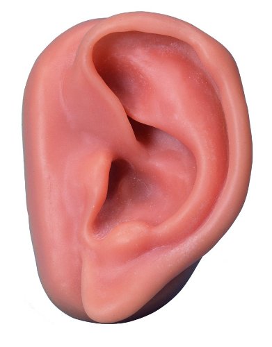 3B Scientific N15/1L Anatomical Model Left Ear: Amazon.co.uk: Business ...