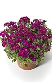 Aubrieta - How to grow & care