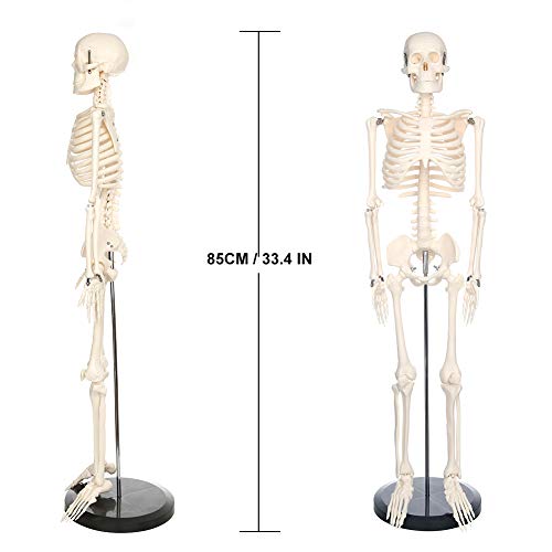 Human Skeleton Model for Anatomy Mini Human Skeleton Model with Metal ...