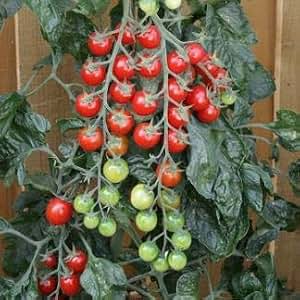 Amazon.com : Rapunzel Tomato Seeds : Garden & Outdoor