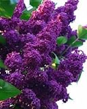 Amazon.com : Purple Velvet Miniature Crape Myrtle, Pack of 5, Darkest ...
