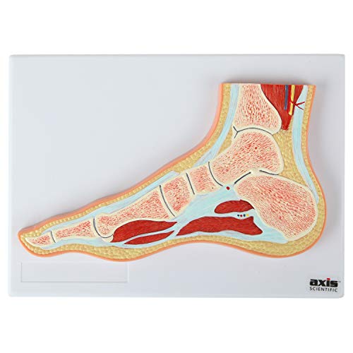 Mua Axis Scientific Foot and Ankle Joint Cross Section Anatomy Model ...