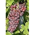 Amazon.com : Reliance Seedless Grape Vine - 1 Bare Root Live Plant ...