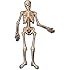 Make This Life-Size Model Cut-out Skeleton (Usborne Cut Outs): Amazon ...