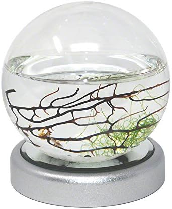 EcoSphere Closed Aquatic Ecosystem, Small Sphere with LED Base | Pricepulse