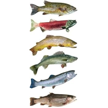 Amazon.com: Fish Stickers - 2 Sheets