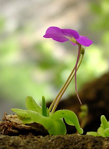 Pinguicula elizabethiae photos